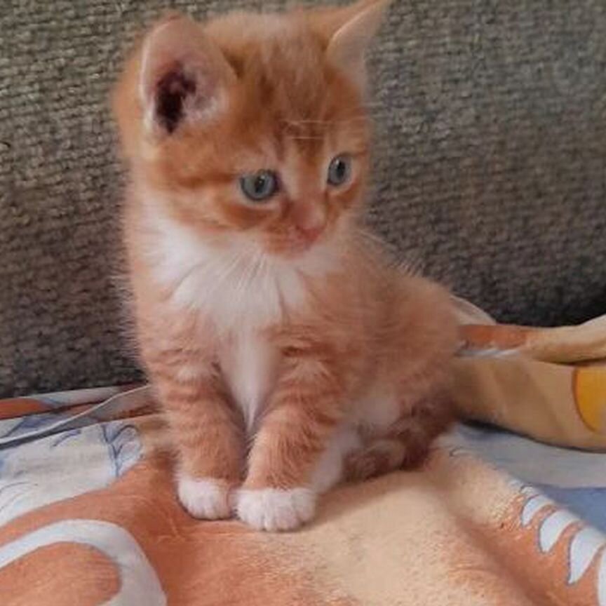 Котёнок в добрые руки