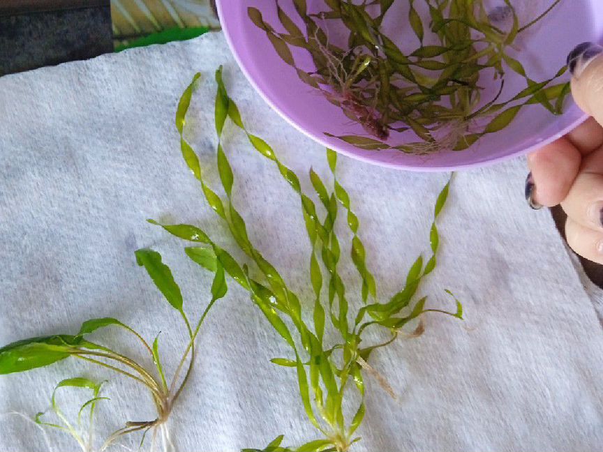 Валиснерия спиральная, криптокарина