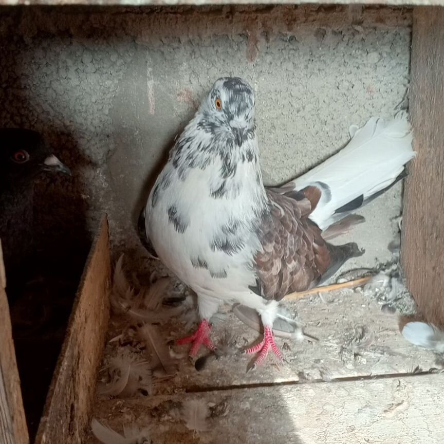 Николаевские голуби