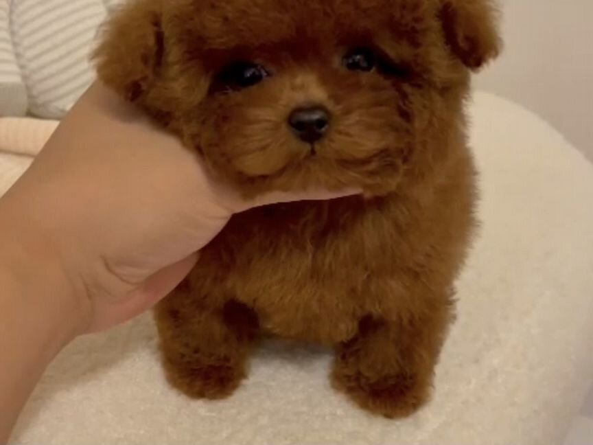 Мальчик пудель тикап из Кореи