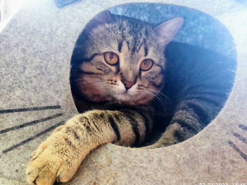 Котик Мякиш