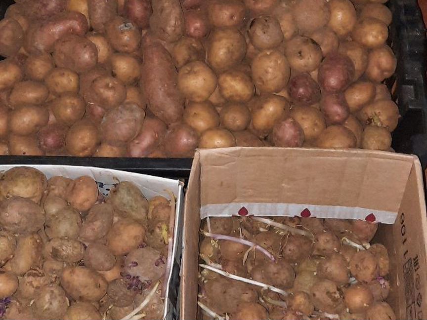 Картофель на семена