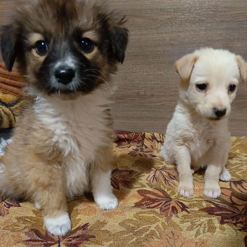 Собака в добрые руки отдам бесплатно