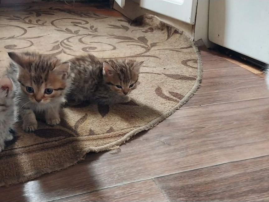 Котята в добрые руки