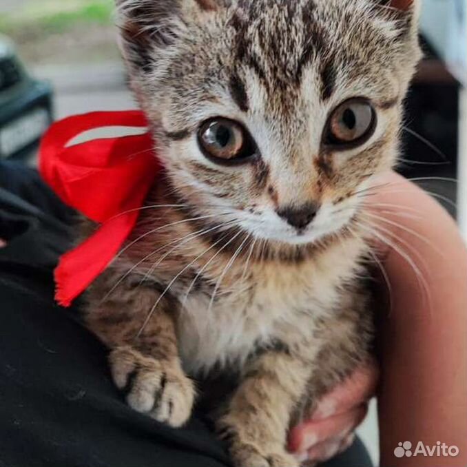 Киска-Лариска, очень ждёт родителей