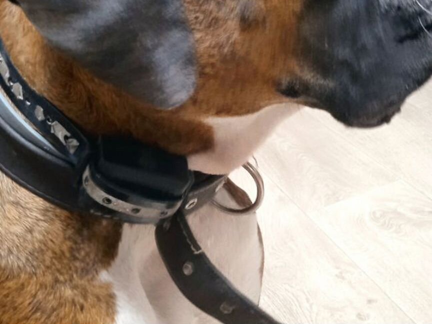 Боксер девочка