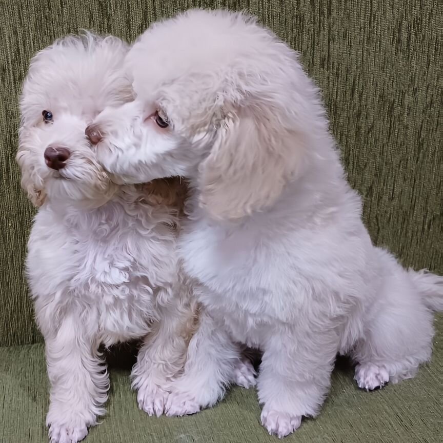 Пудель, щенок