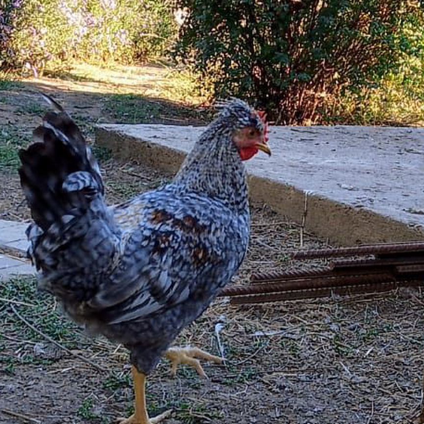 Куры молодки