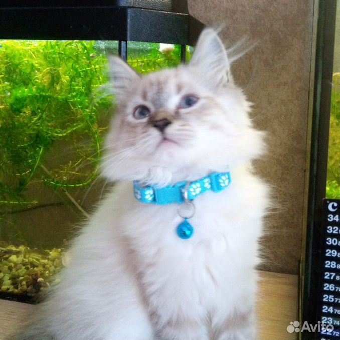 Невский маскарадный котёнок