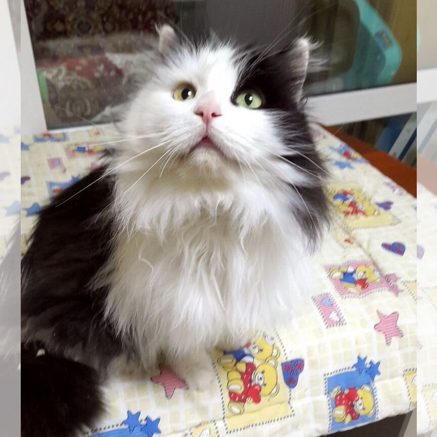 Взрослый кот в добрые руки