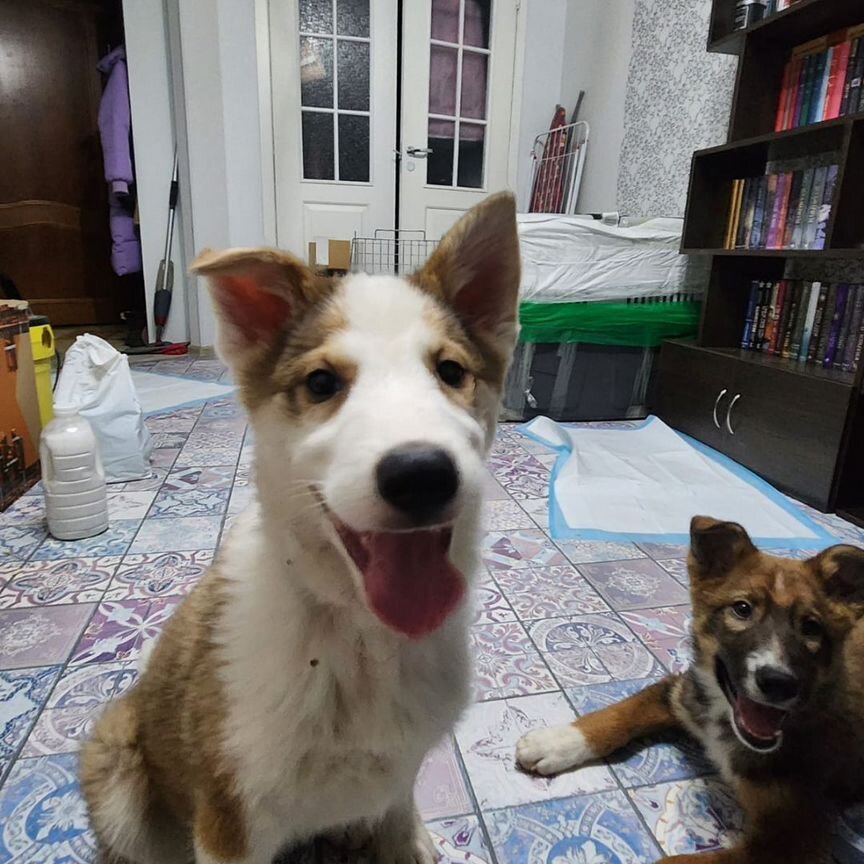 Щенок в добрые руки