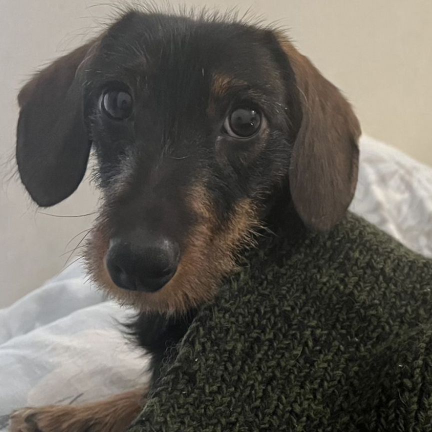 Такса, взрослый пёс