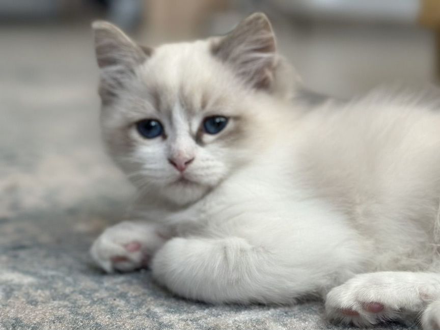 Невский маскарадный котенок