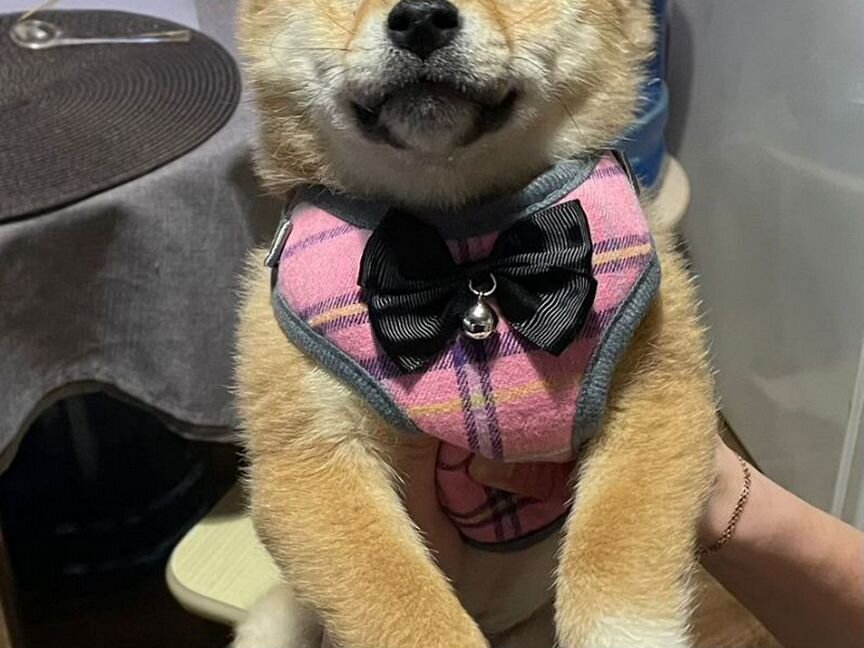 Щенки Сиба ину мини