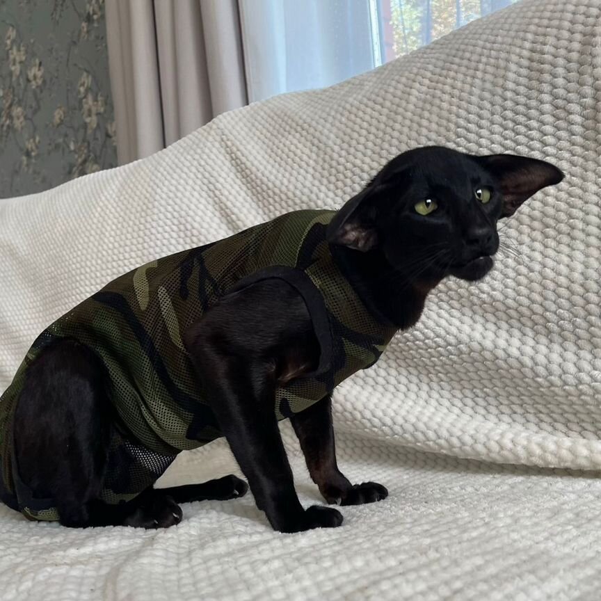 Ориентальные котята в разведение