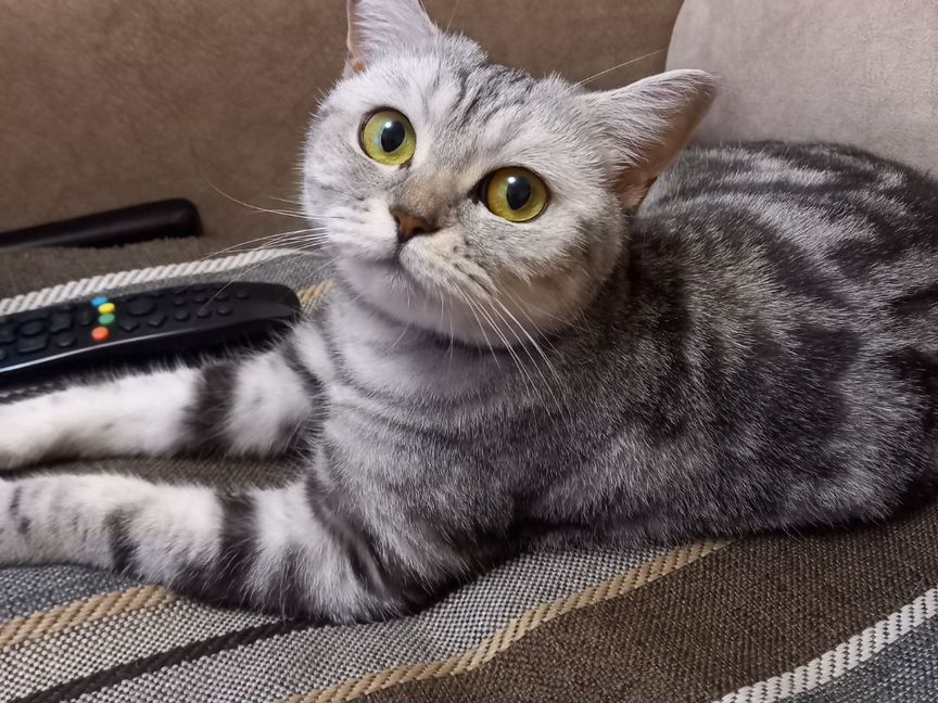 Вязка с шотландским котом