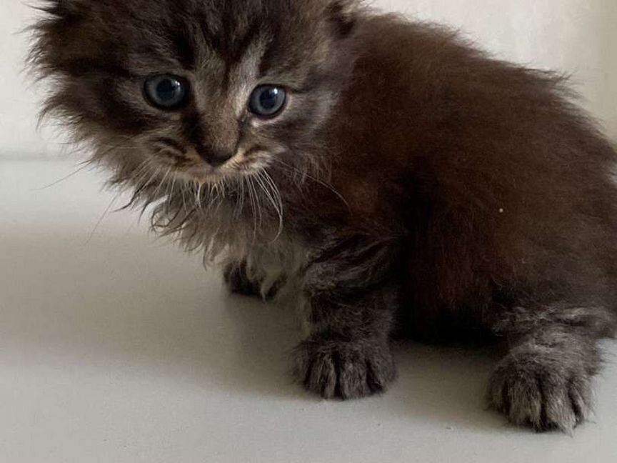 Британские котята