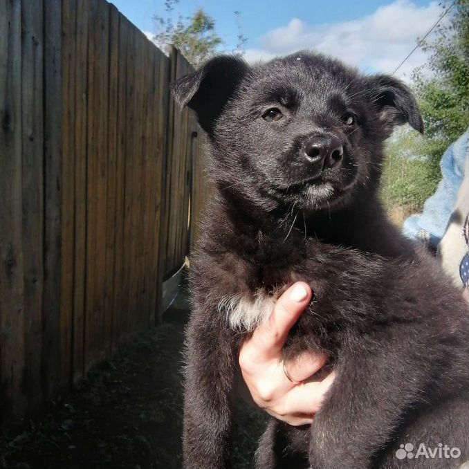 Отдам щенка девочку на охрану или для души