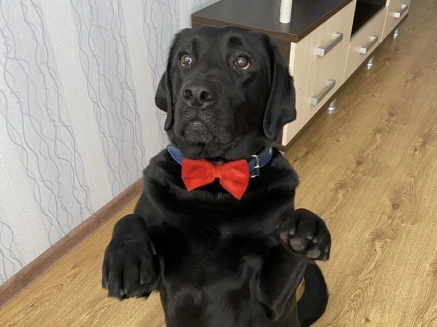 Отдам лабрадора