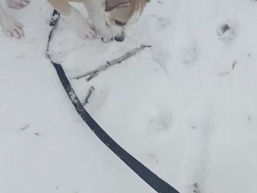 Щенок стафф 3 месяца