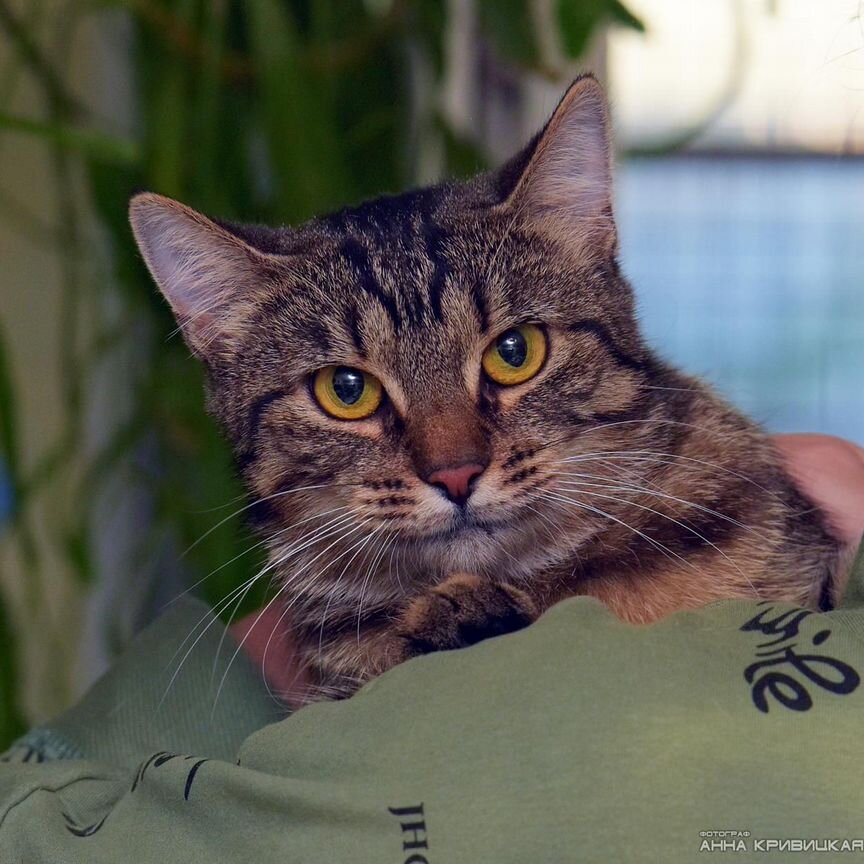 Полосатая малышка ищет дом