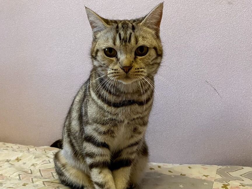 Британская кошка в дар