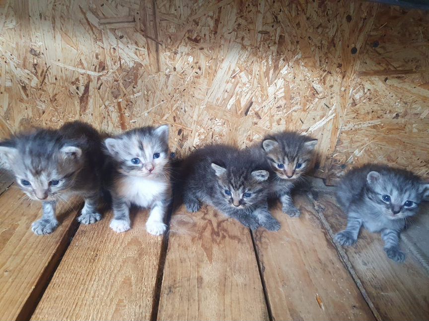 Продаю котят майн-кун