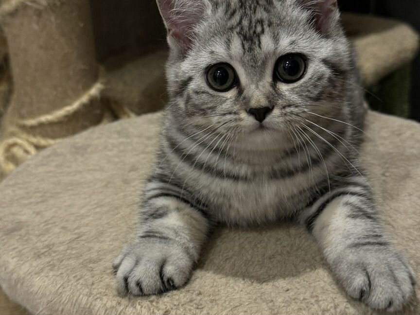 Британский котик