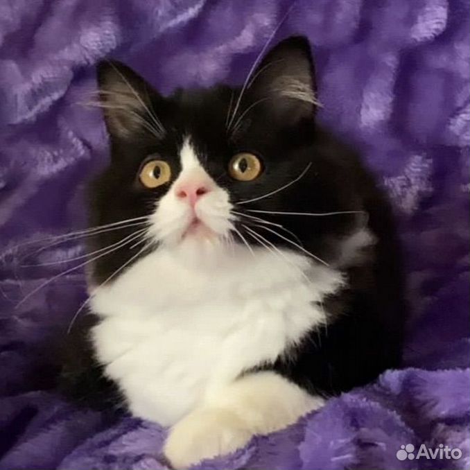 Котенок породы Менуэт