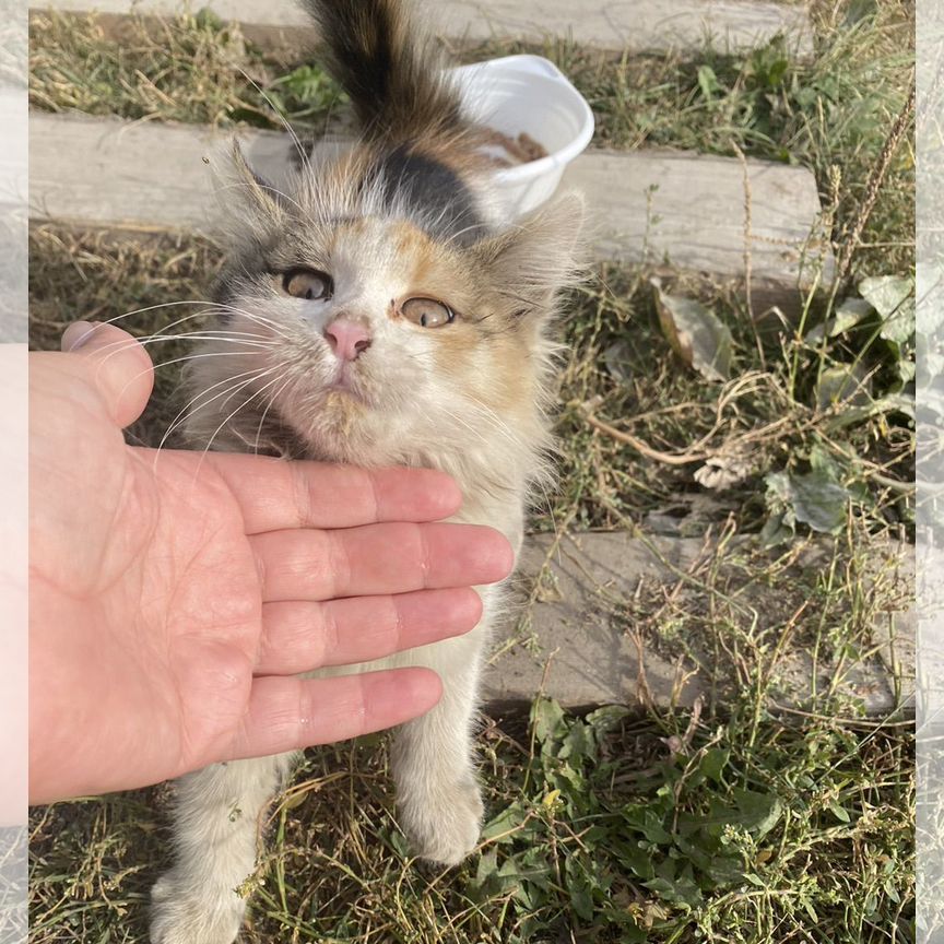 Котенок трехцветный