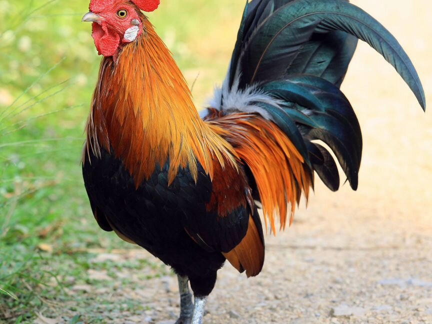 Петух кучинский