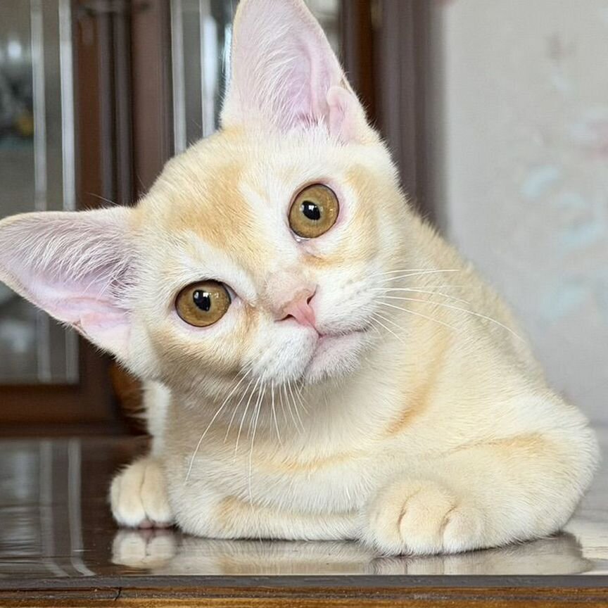 Европейский бурманский котёнок
