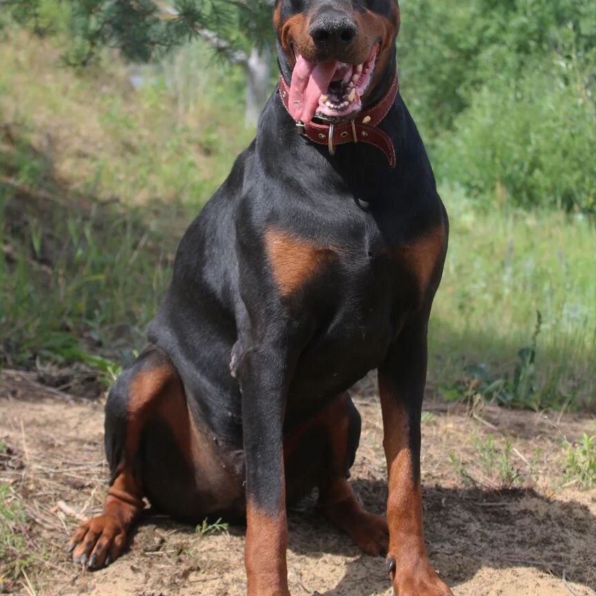 Доберман в дар