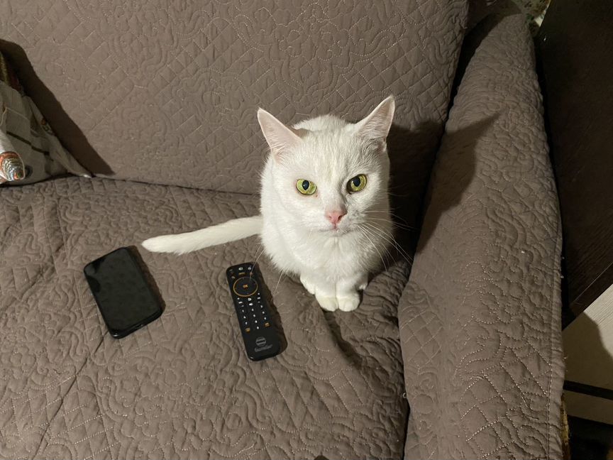 Кошка турецкая ангора