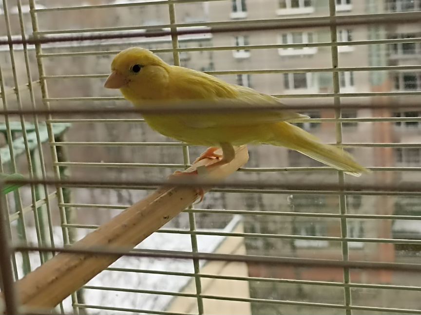 Канарейка кенар