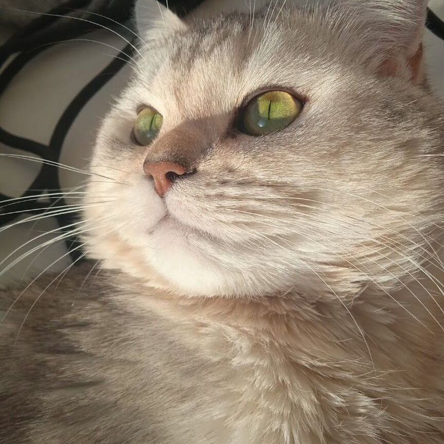 Отдам кота производителя