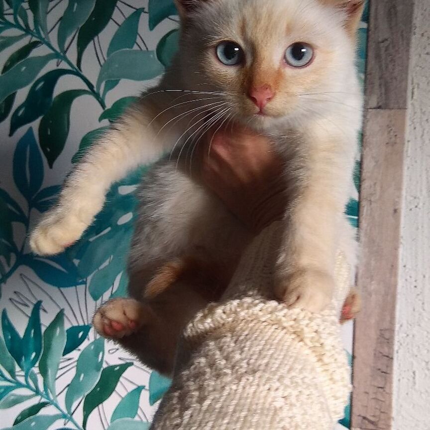 Котята тайскиеы