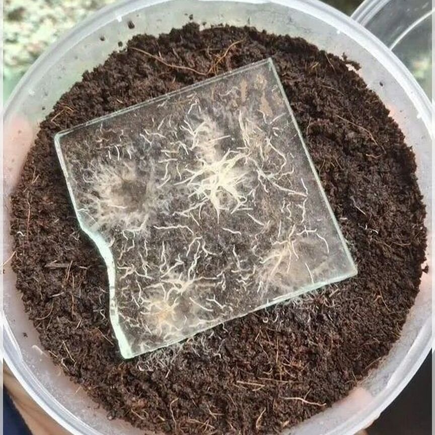 Гриндальский червь Белый энхитреус