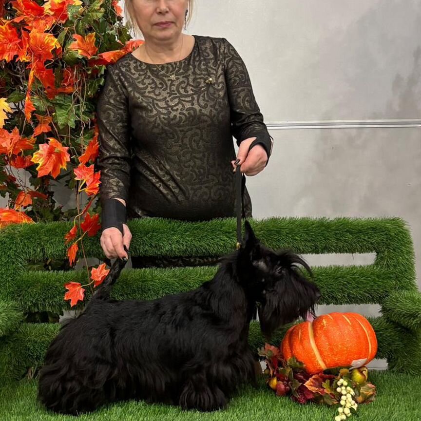 Шотландский терьер, щенок