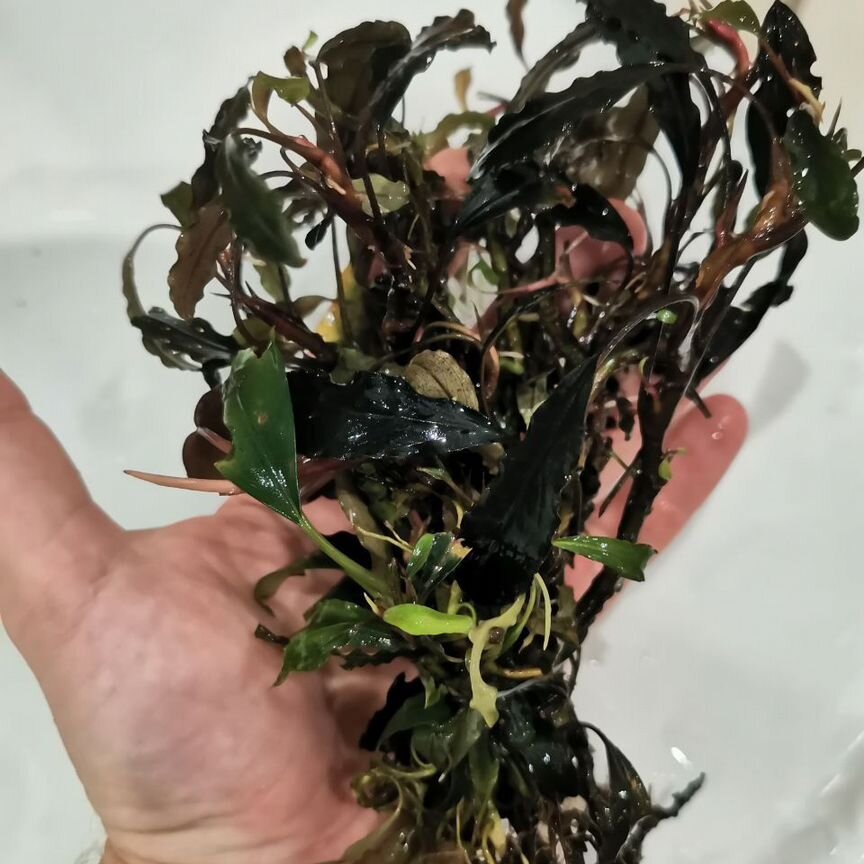 Буцефаландры