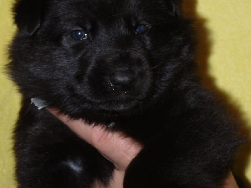 Чистокровные щенки немецкой овчарки