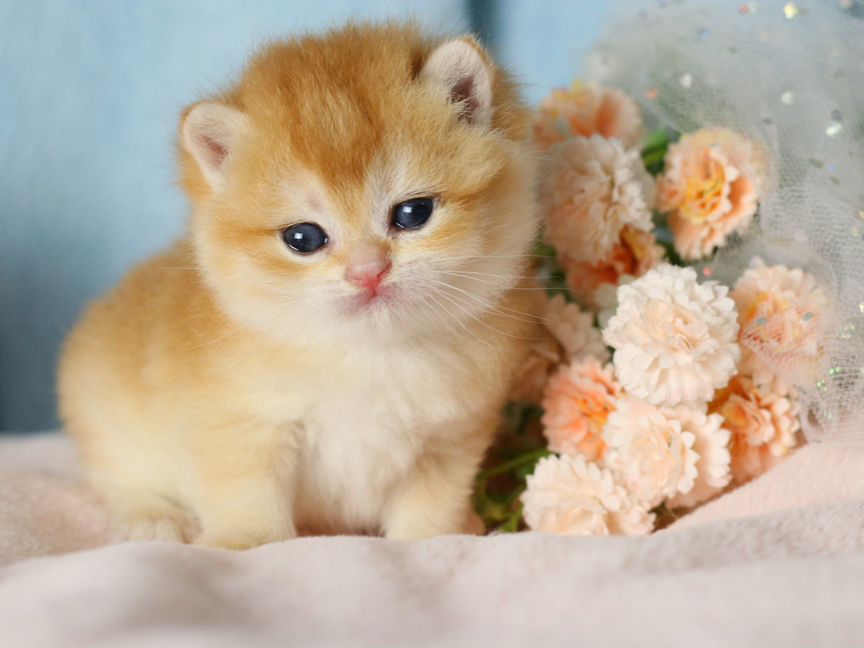 Котята золотая шиншилла мальчики