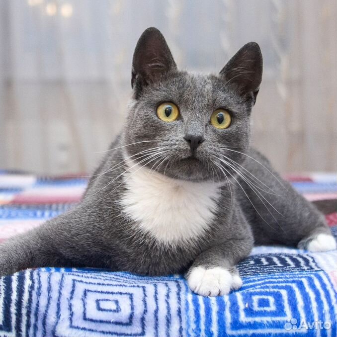 Кот Алехандро