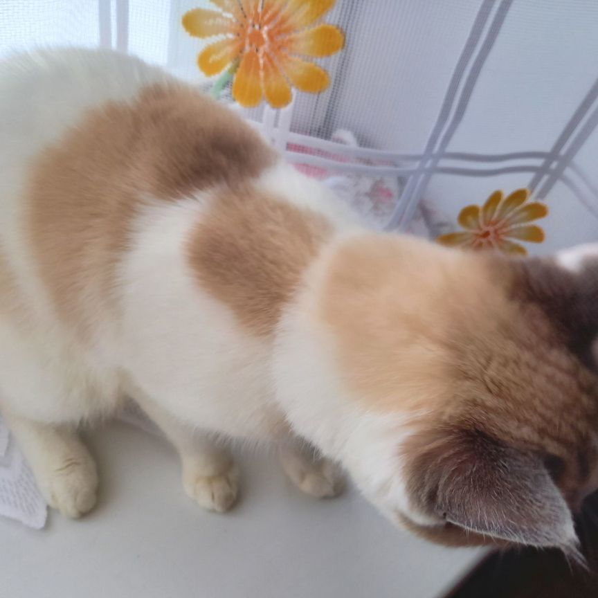 Котик 9 месяцев