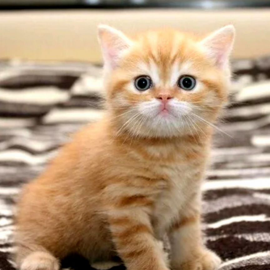 Рыжие Шотландские котята