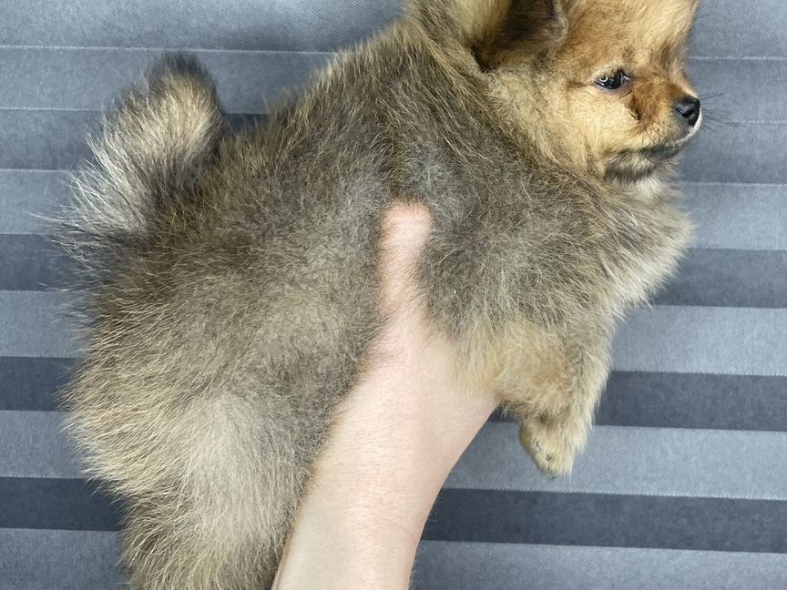 Шикарный мальчик померанский шпиц. Москва