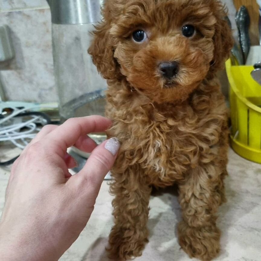 Той-пудель, щенок