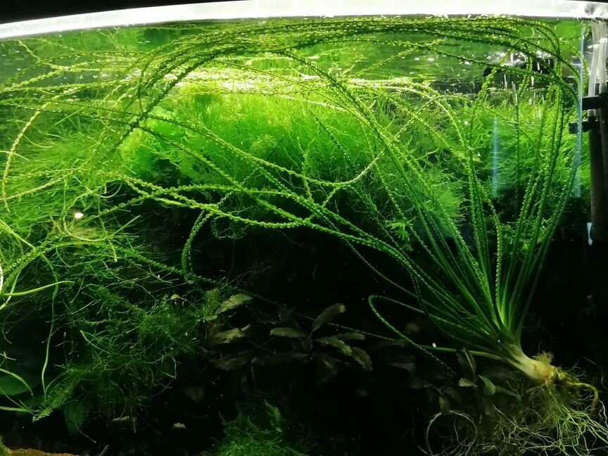 Кринум волнистый