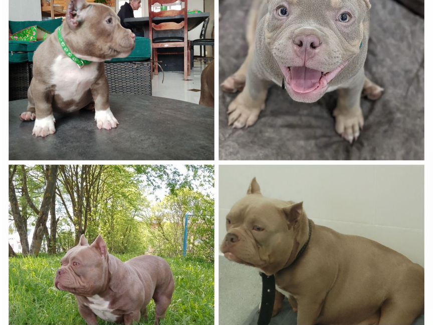 Булли детки для вас