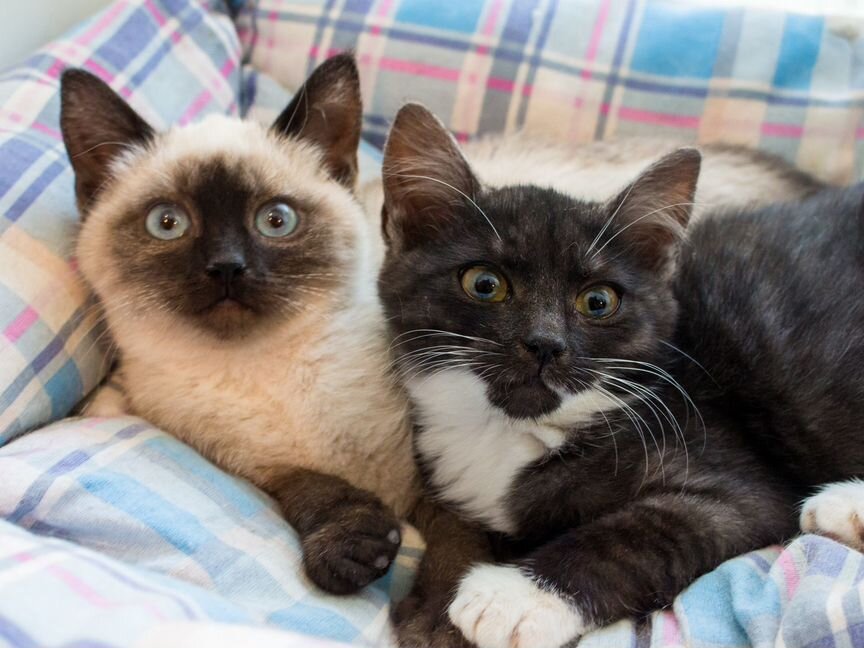 Котята в добрые руки